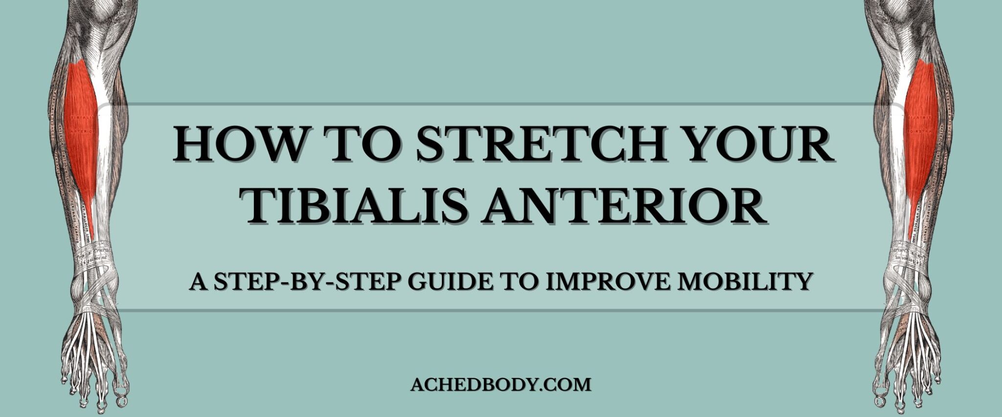 How to Stretch Your Tibialis Anterior: A Step-by-Step Guide to Improve ...